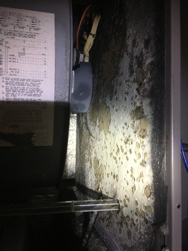 Mold in Air Handler | Bloomingdale Air